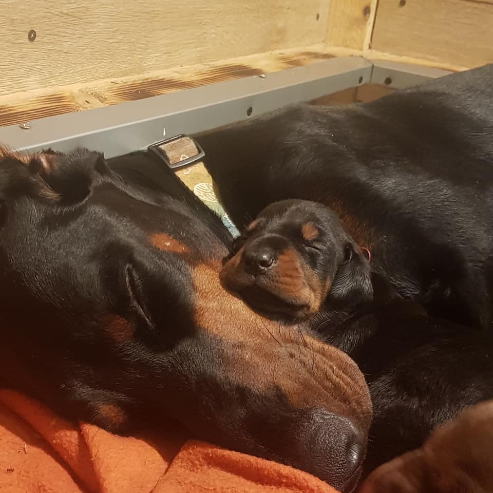 Doberman puppies - Izrafel K Litter - Doberman Kennel - Izrafel